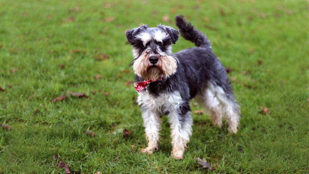 Dog Walker Tooting, Balham, Streatham, Clapham, Battersea & Wandsworth